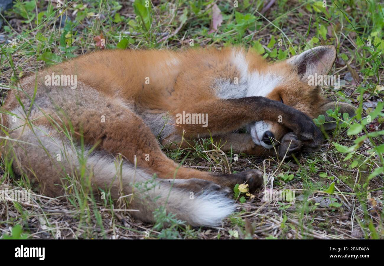 Red fox (Vulpes vulpes) sleeping, South Karelia, Finland, June Stock Photo - Alamy