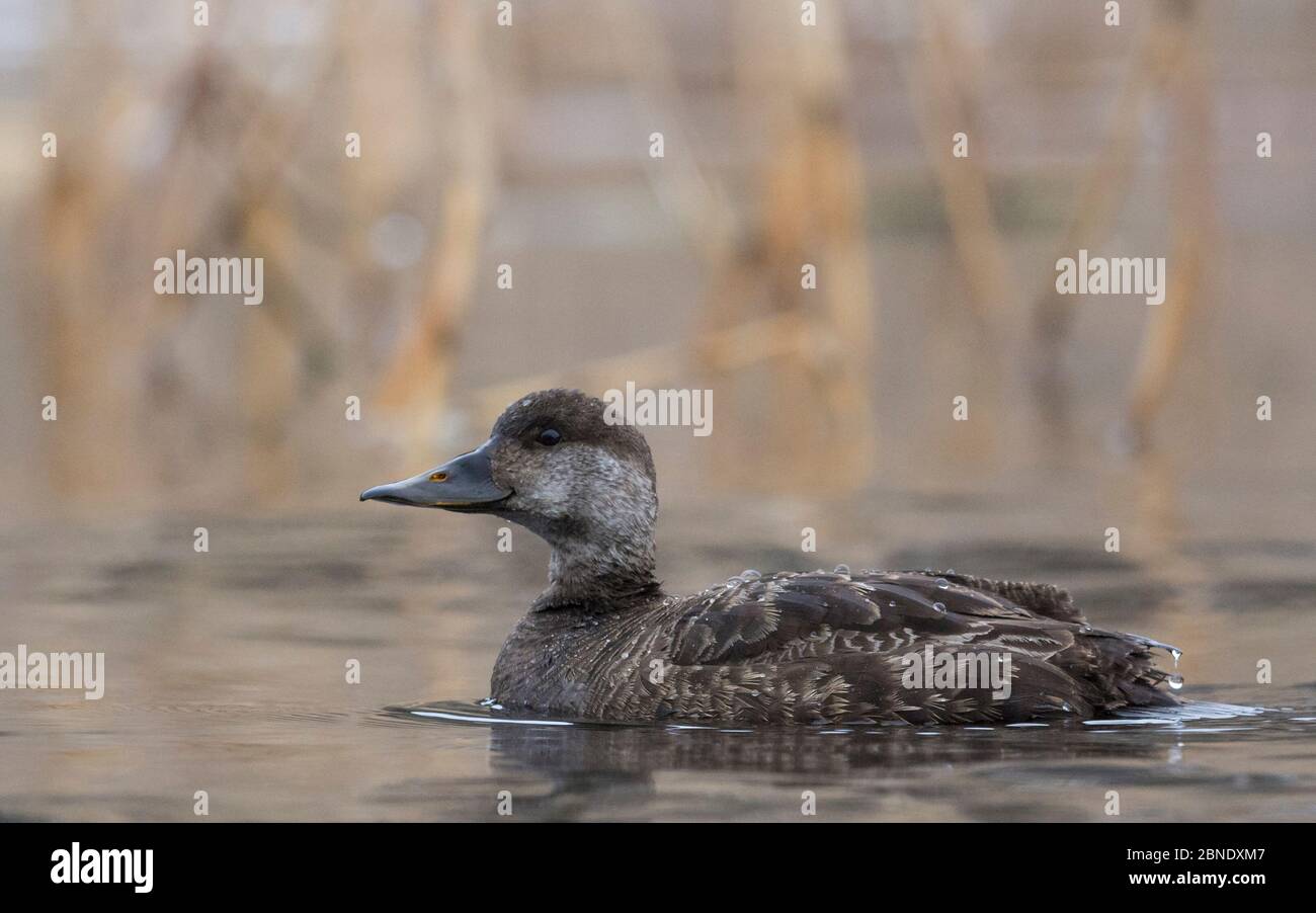 Common scoter (Melanitta nigra) female, Laukaa, Finland, January Stock ...