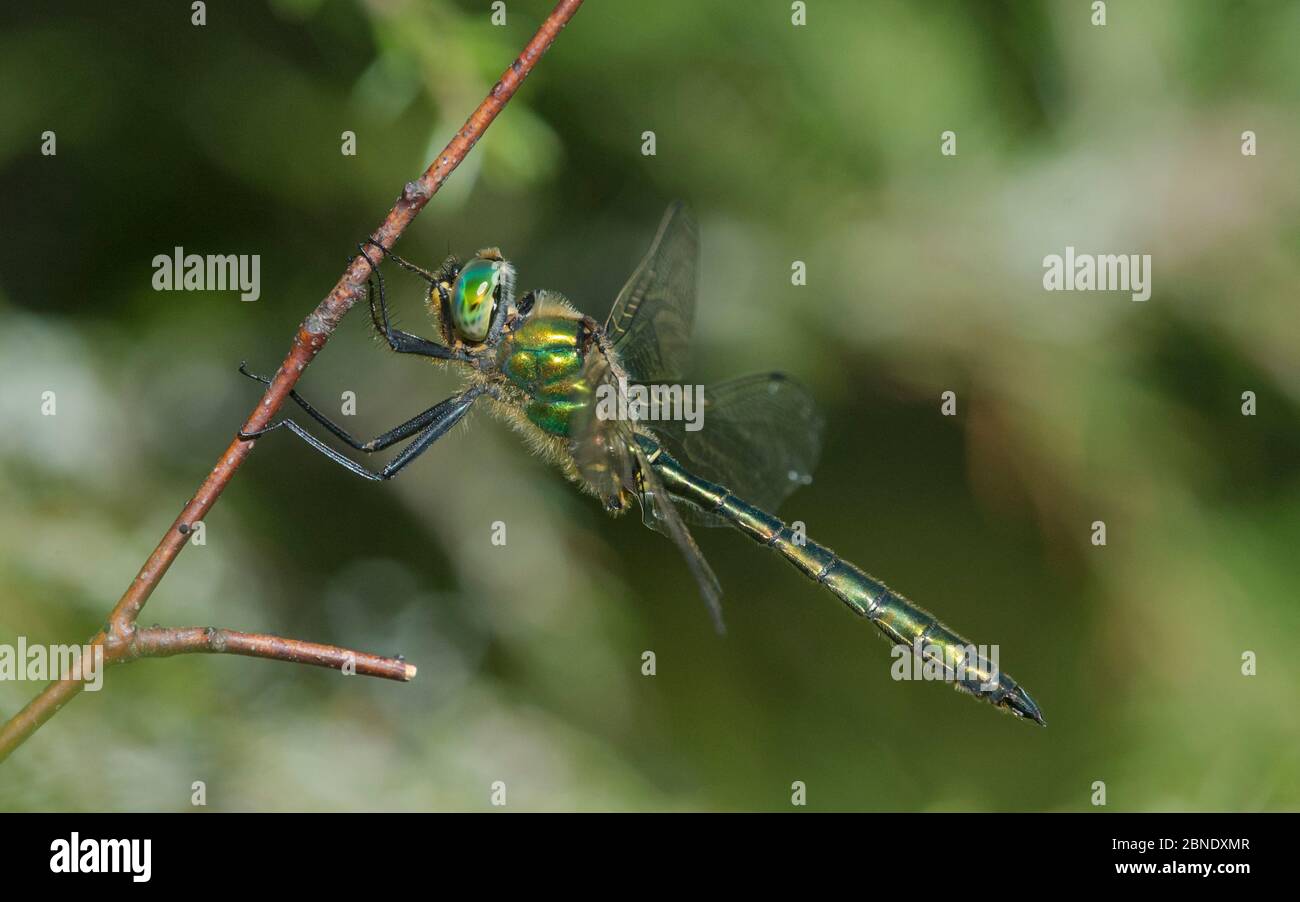 Brilliant emerald dragonfly (Somatochlora metallica) resting male ...