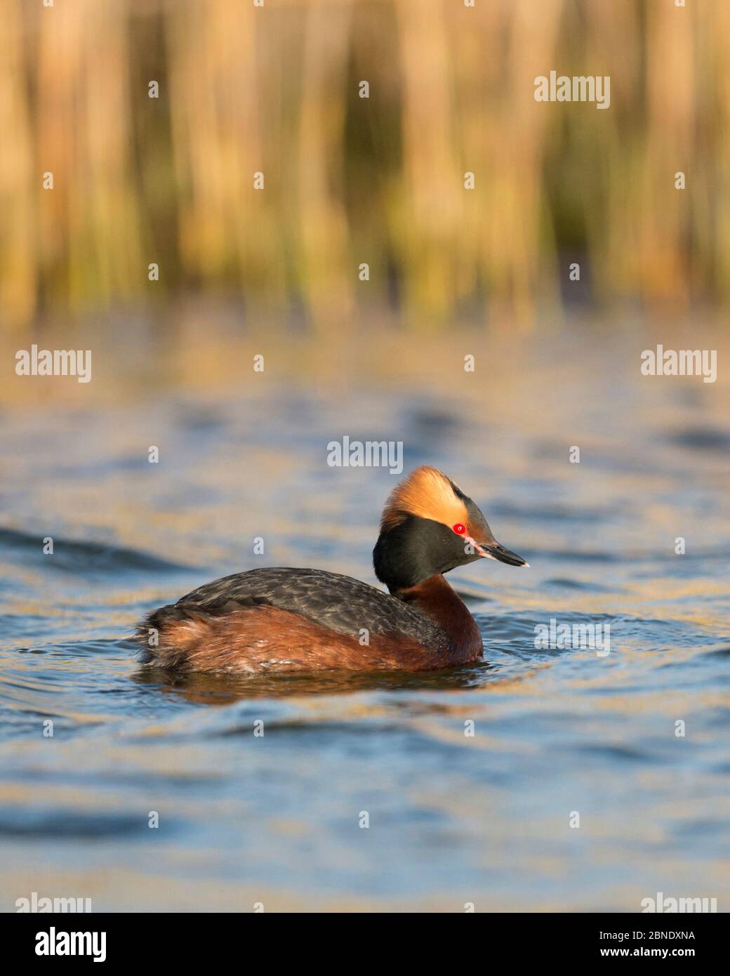 Horned grebe (Podiceps auritus) adult on water, Uto, Finland, May Stock ...