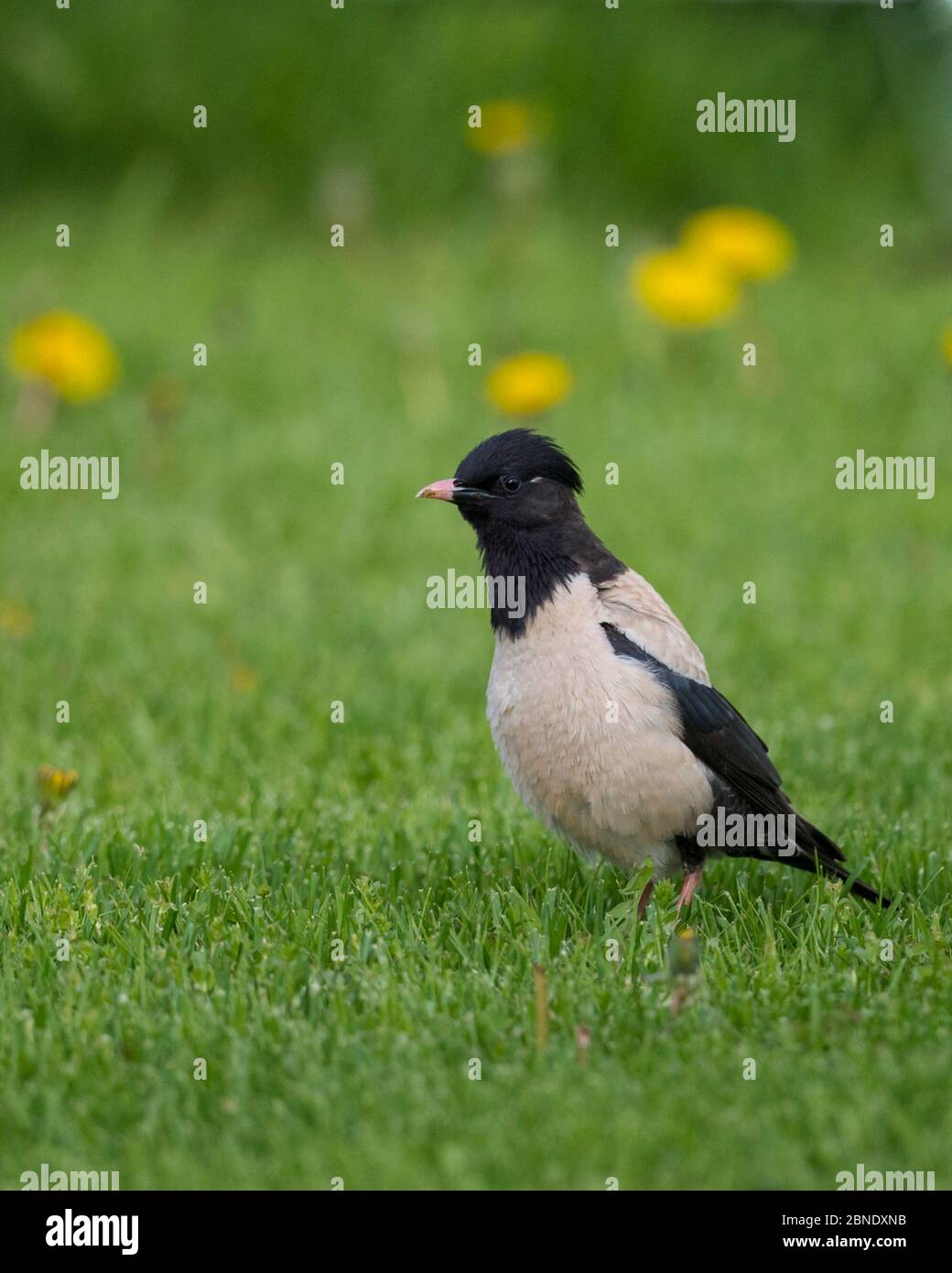 Rosy starling (Pastor roseus), on ground, Ostrobothnia, Finland, June ...