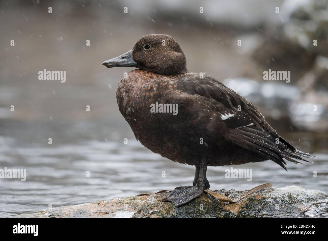 Steller's eider (Polysticta stelleri), female in winter, Finland ...