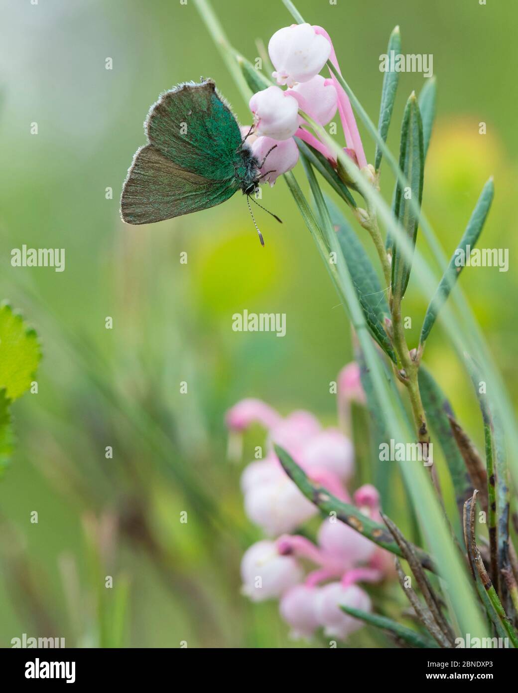 Andromeda grandiflora hi-res stock photography and images - Alamy