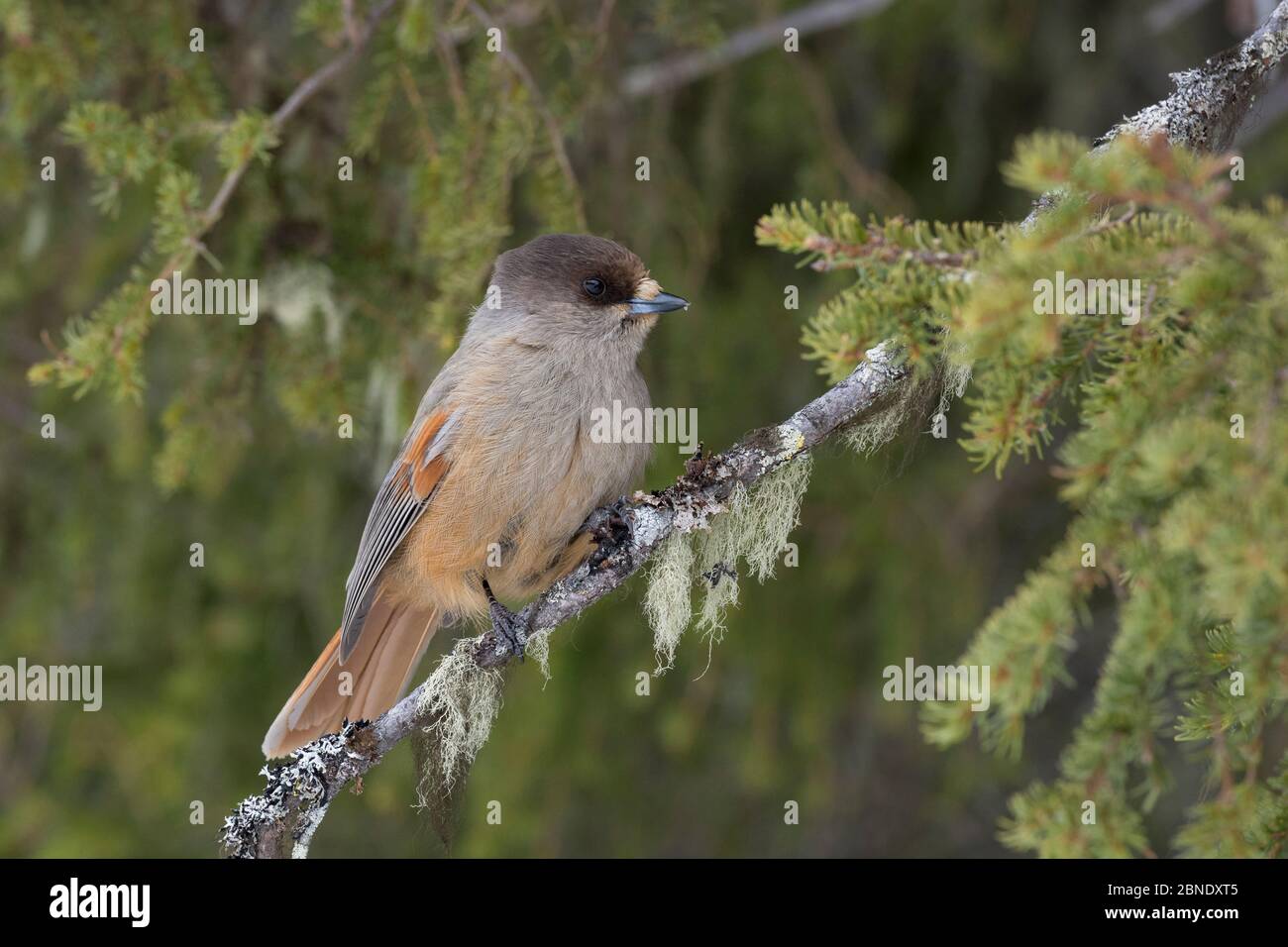 Siberian jay (Perisoreus infaustus) perched on conifer, Kuusamo ...