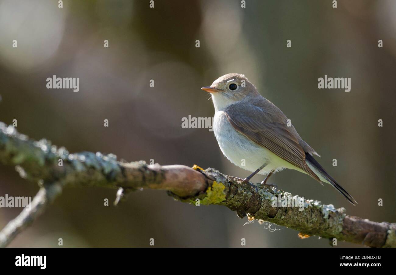 Red-breasted flycatcher (Ficedula parva), female perched, Finland, May ...
