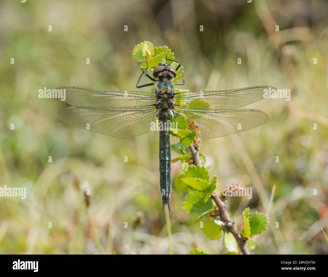 Treeline emerald dragonfly (Somatochlora sahlbergi), newly emerged ...