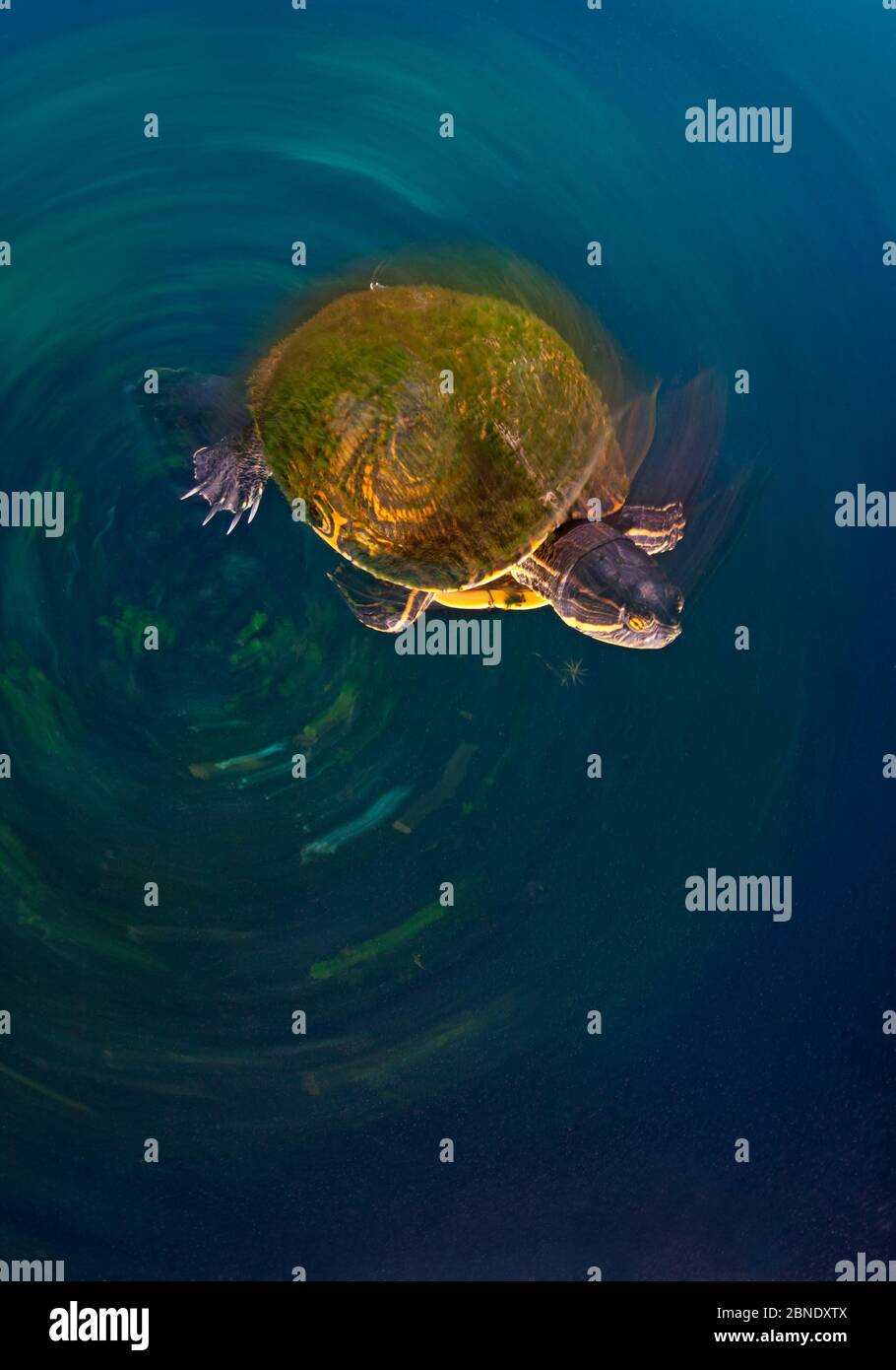 Mesoamerican slider turtle / terrapin (Trachemys scripta venusta) in ...