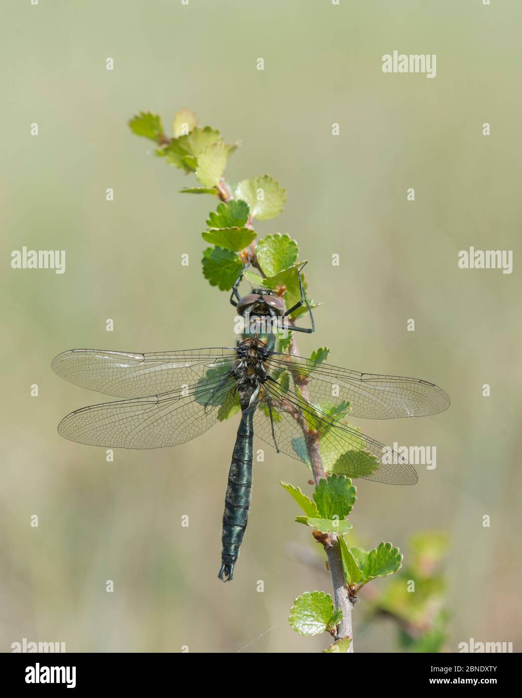 Treeline emerald dragonfly (Somatochlora sahlbergi), newly emerged ...