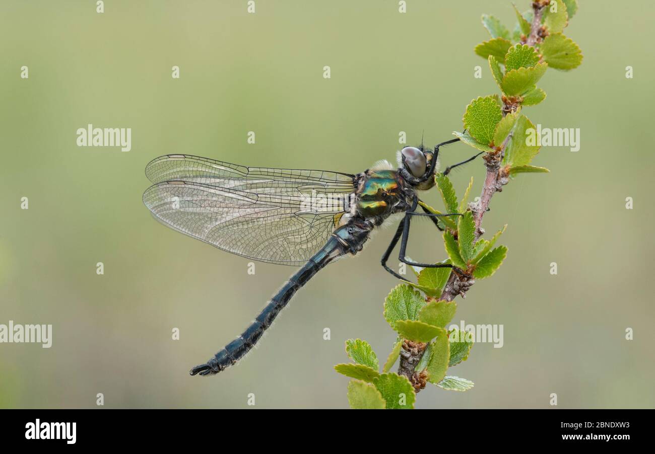 Treeline emerald dragonfly (Somatochlora sahlbergi), newly emerged male ...