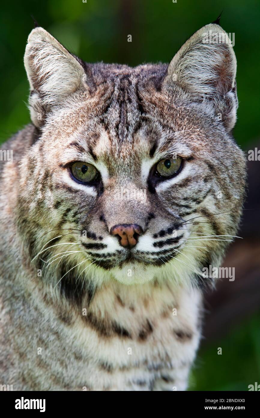 Bobcat (Lynx rufus) captive, Mexico City, September Stock Photo - Alamy
