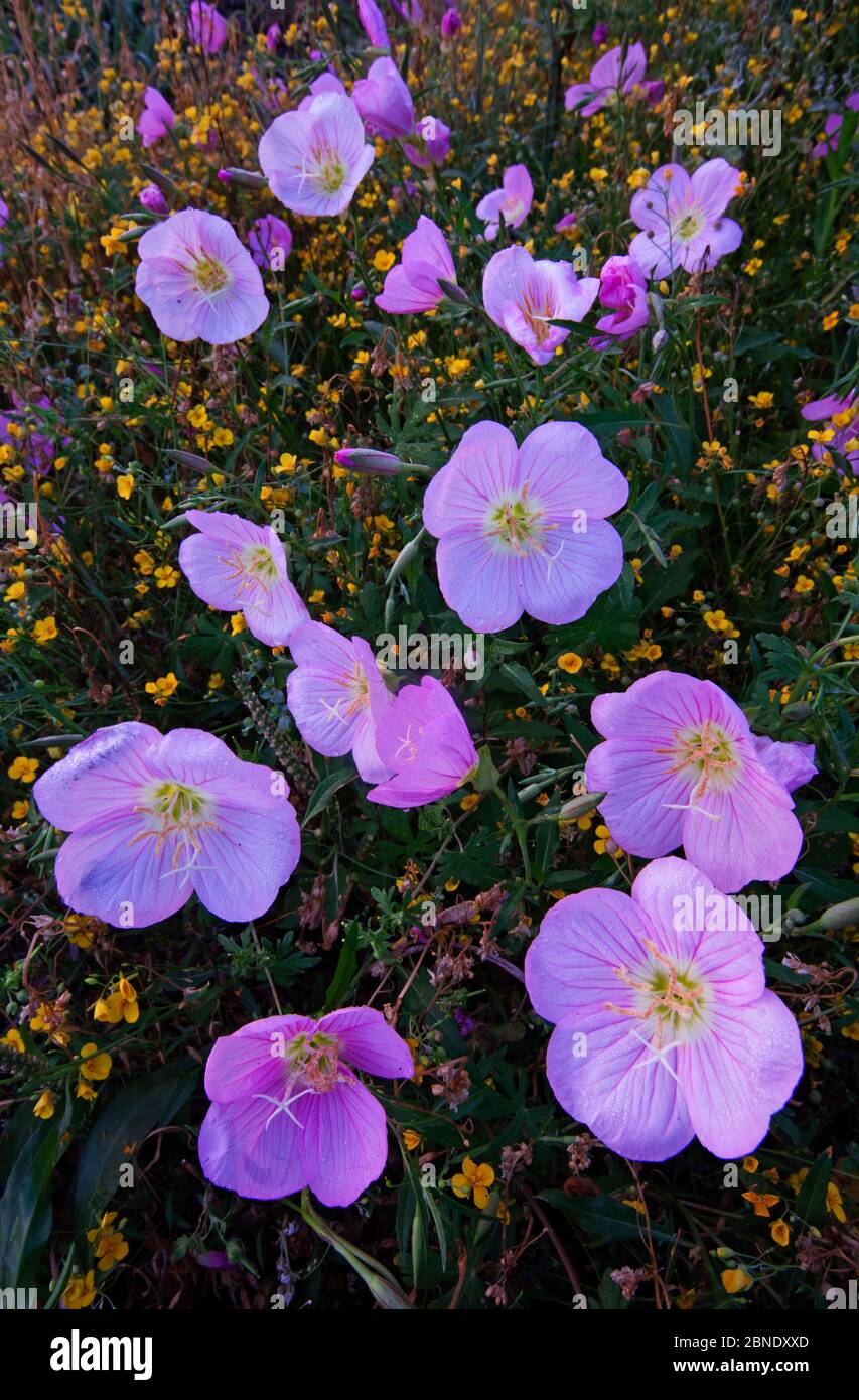 Pink evening primrose (Oenothera speciosa) Laredo Borderlands, Texas ...