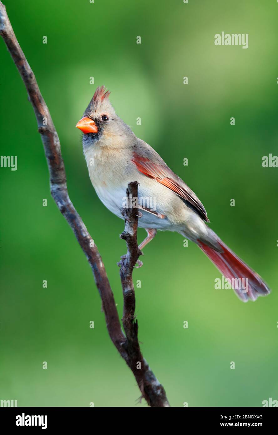 Northern cardinal (Cardinalis cardinalis) female, Laredo Borderlands ...