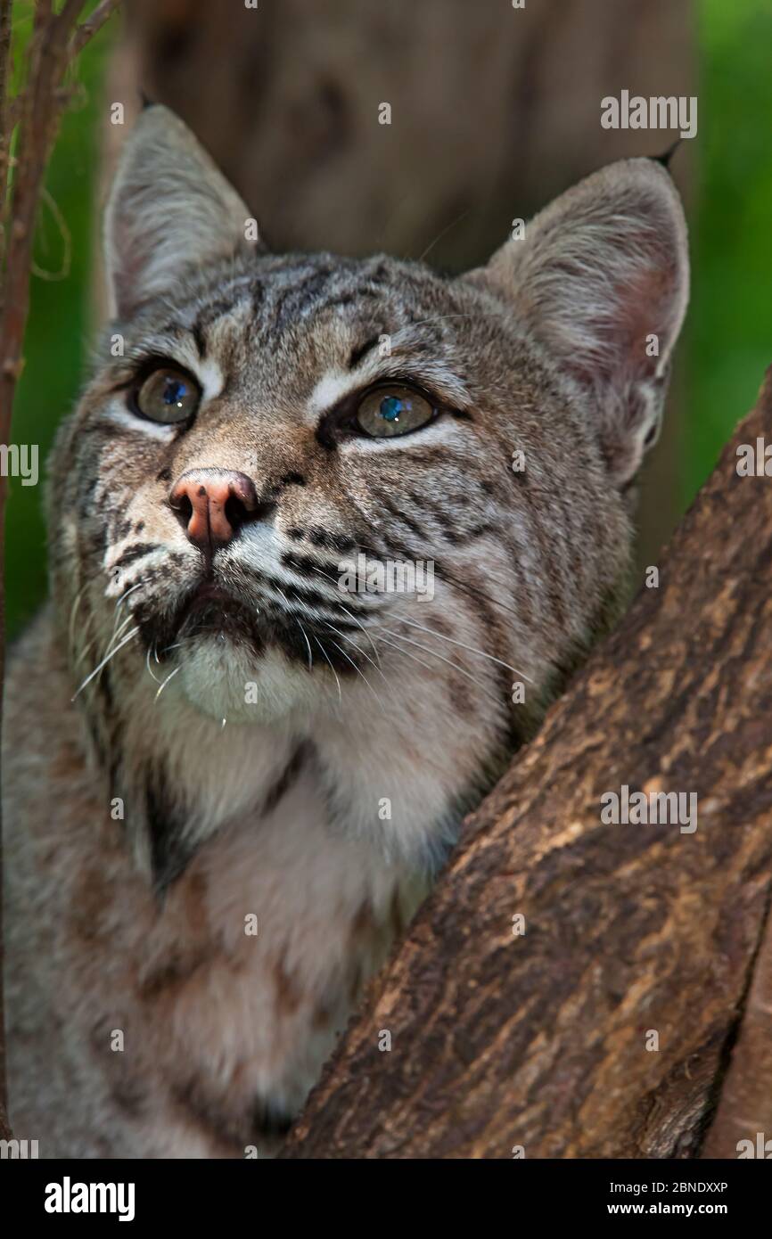 Lynx rufus carnivora hi-res stock photography and images - Alamy