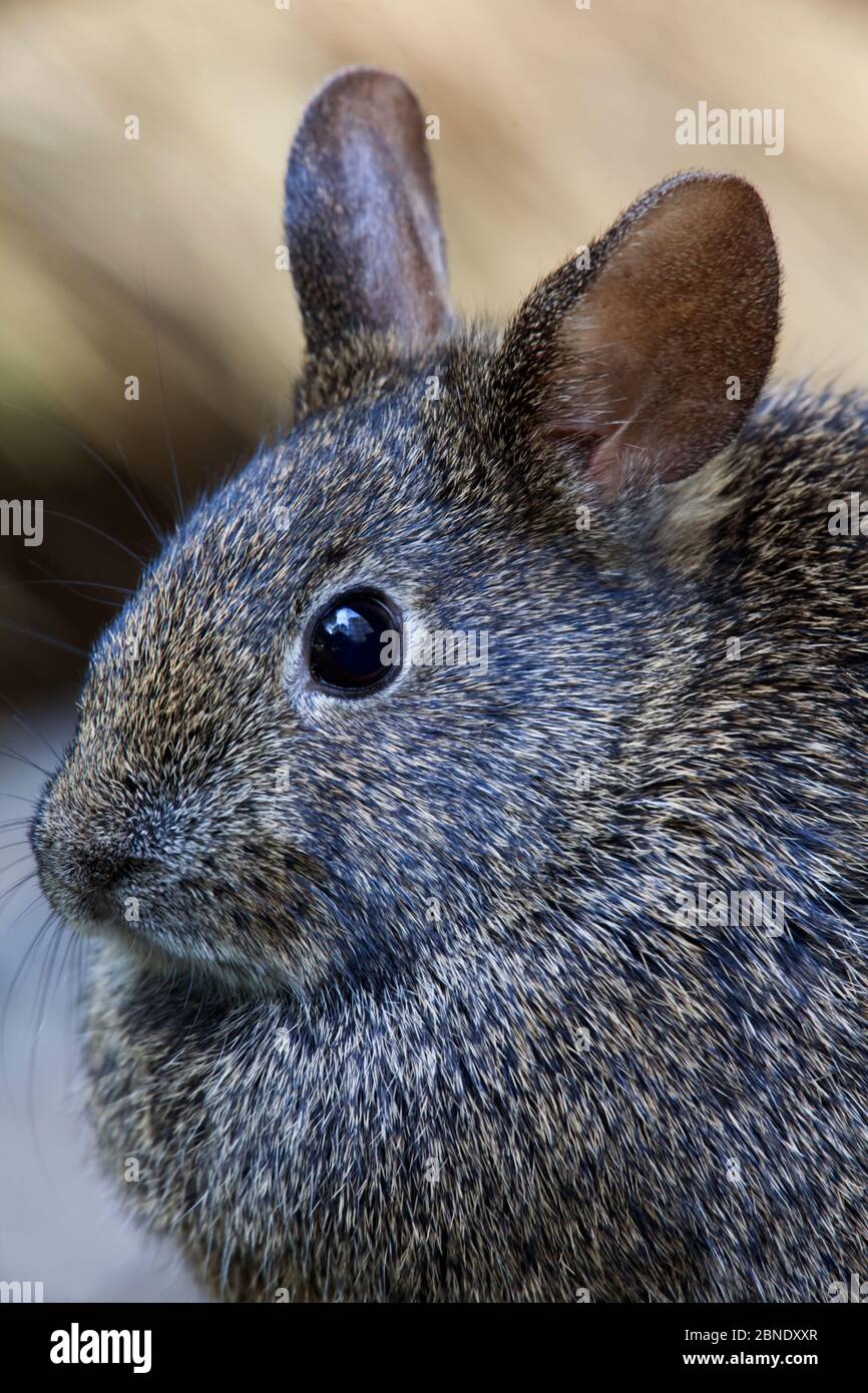Volcano rabbit (Romerolagus diazi) Mexico City, September. Captive ...