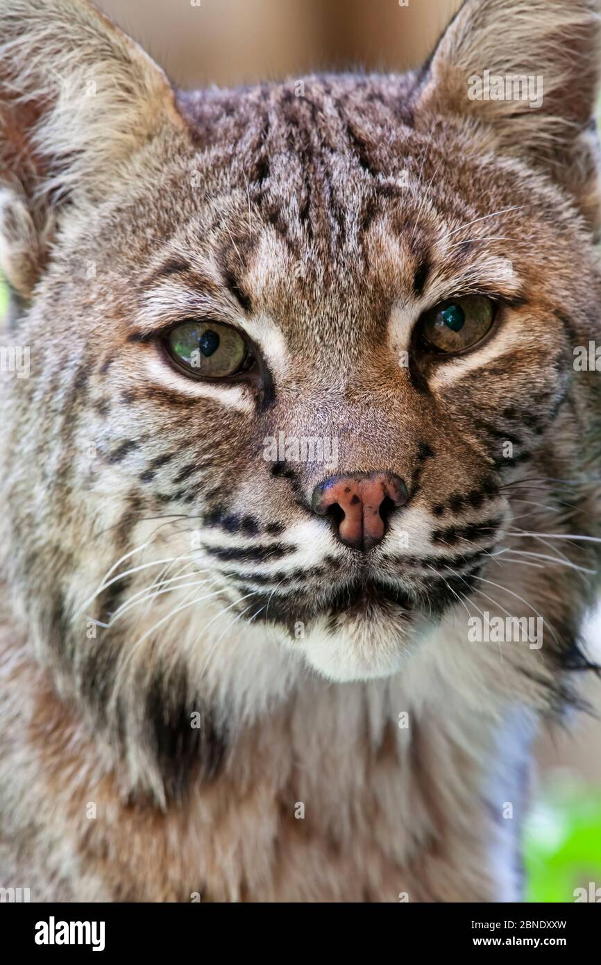 Bobcat (Lynx rufus) captive, Mexico City, September Stock Photo - Alamy