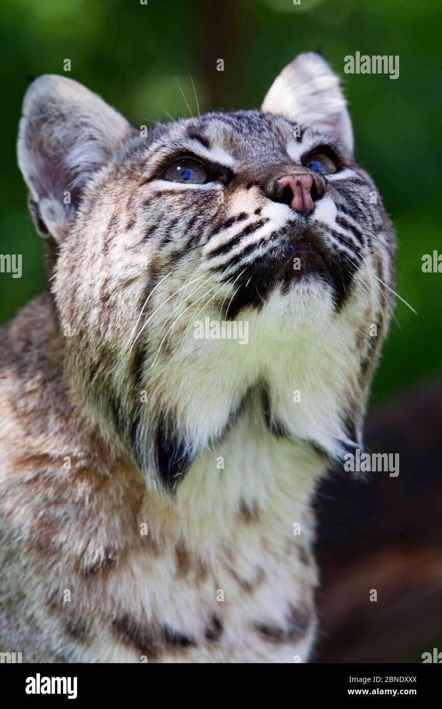 Bobcat (Lynx rufus) captive, Mexico City, September Stock Photo - Alamy