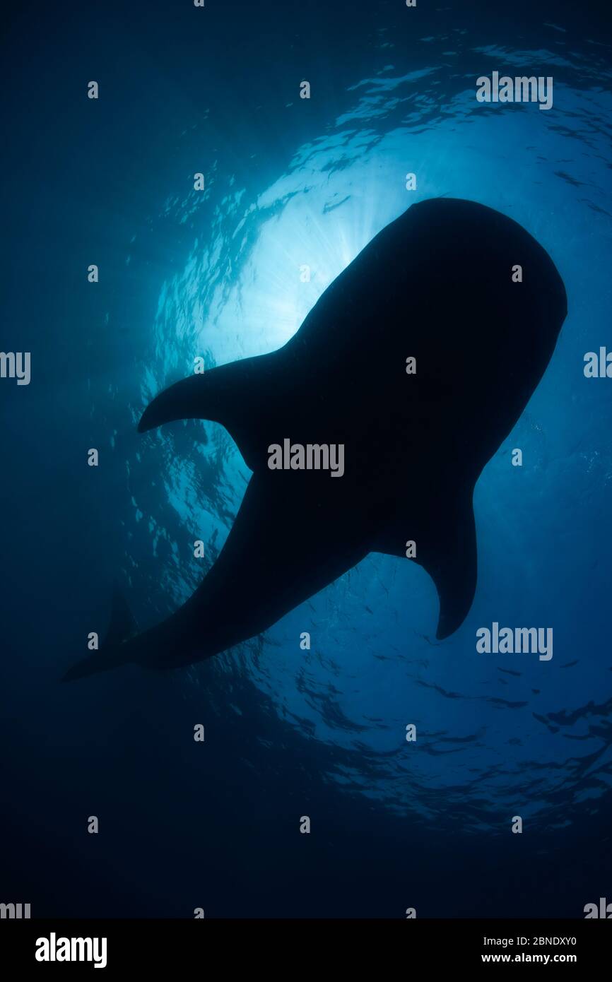 Shark underside hi-res stock photography and images - Alamy