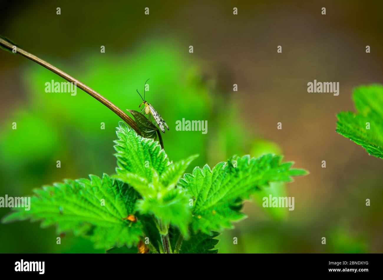 Wild fly in close up plan in the woods. Sundon Park, Luton, England ...