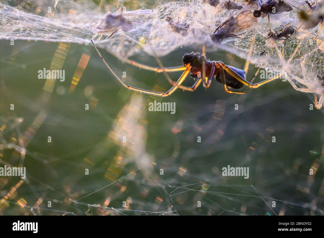 Spider eating insects hi-res stock photography and images - Alamy