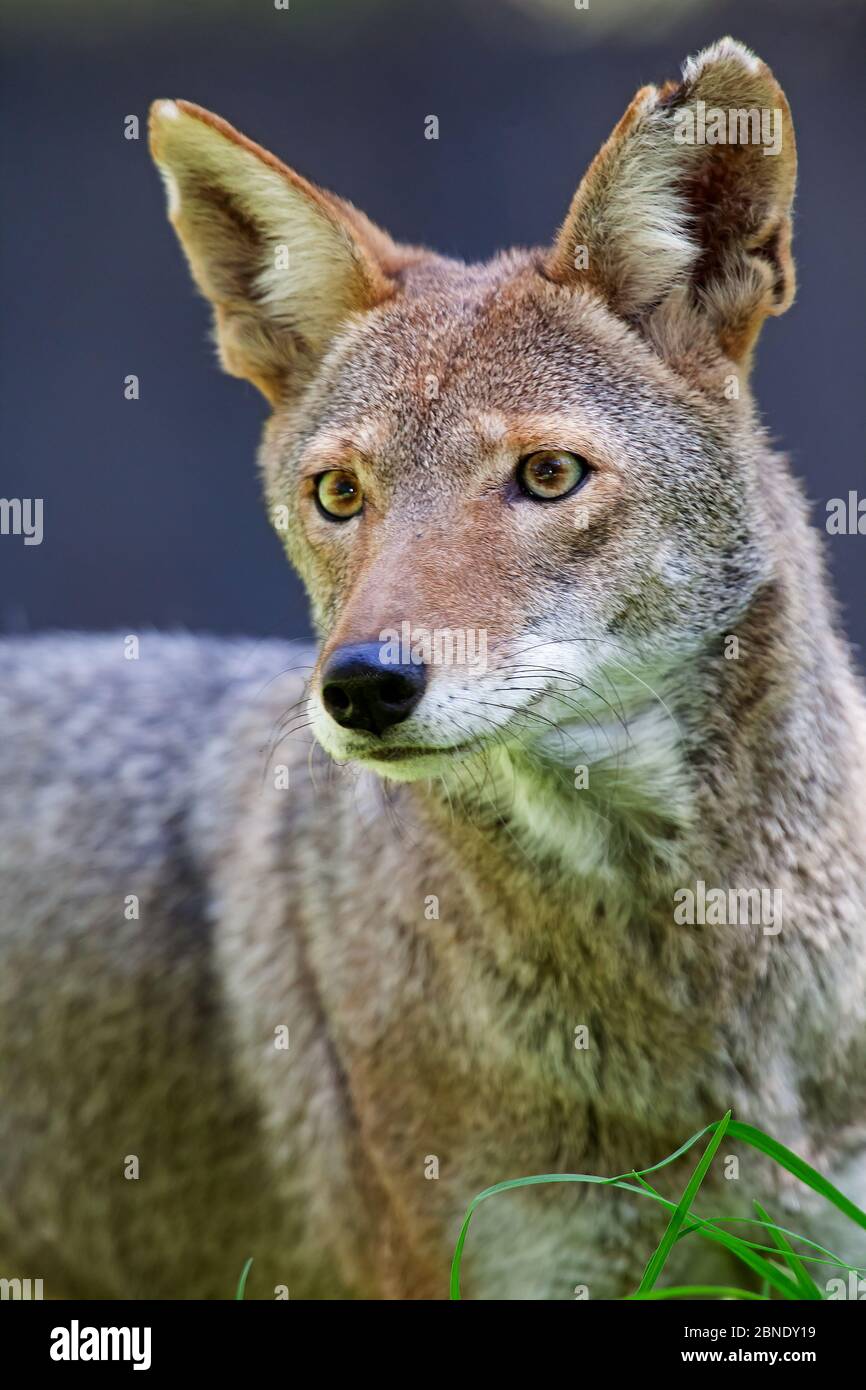 Coyote (Canis latrans) captive, Mexico City, September Stock Photo - Alamy