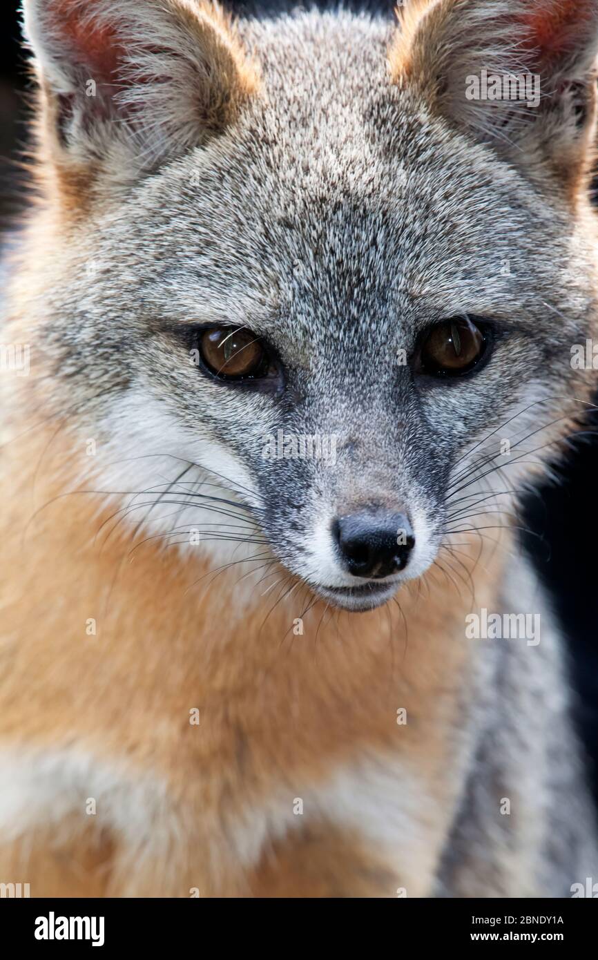 Urocyon mexico hi-res stock photography and images - Alamy