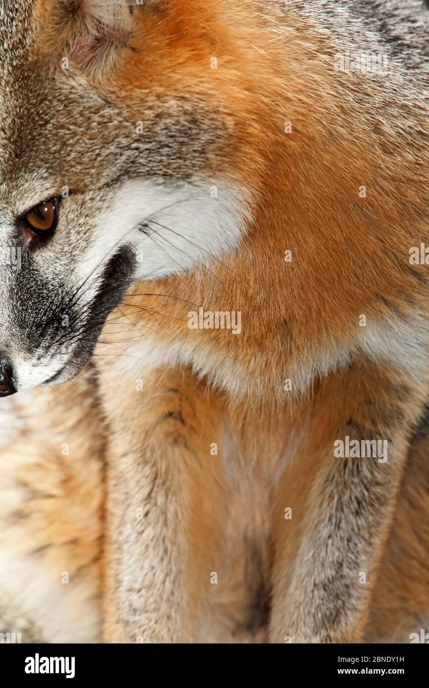 Urocyon mexico hi-res stock photography and images - Alamy