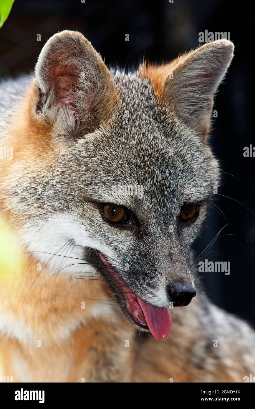 Urocyon mexico hi-res stock photography and images - Alamy