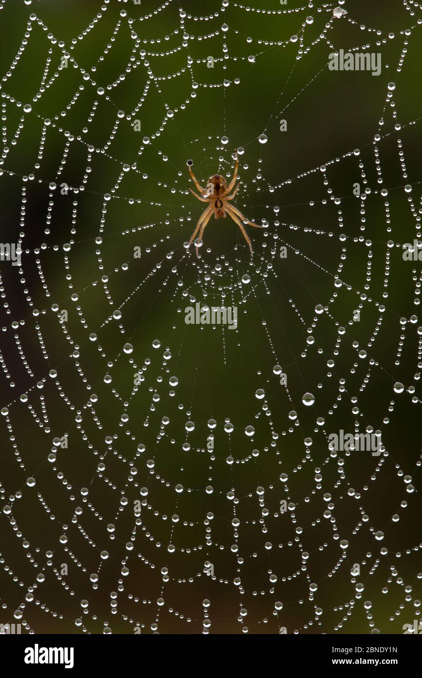 Humpback spider hi-res stock photography and images - Alamy