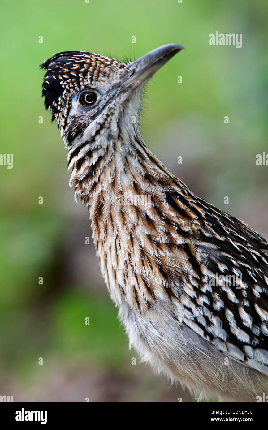 Texas roadrunner birds hi-res stock photography and images - Alamy