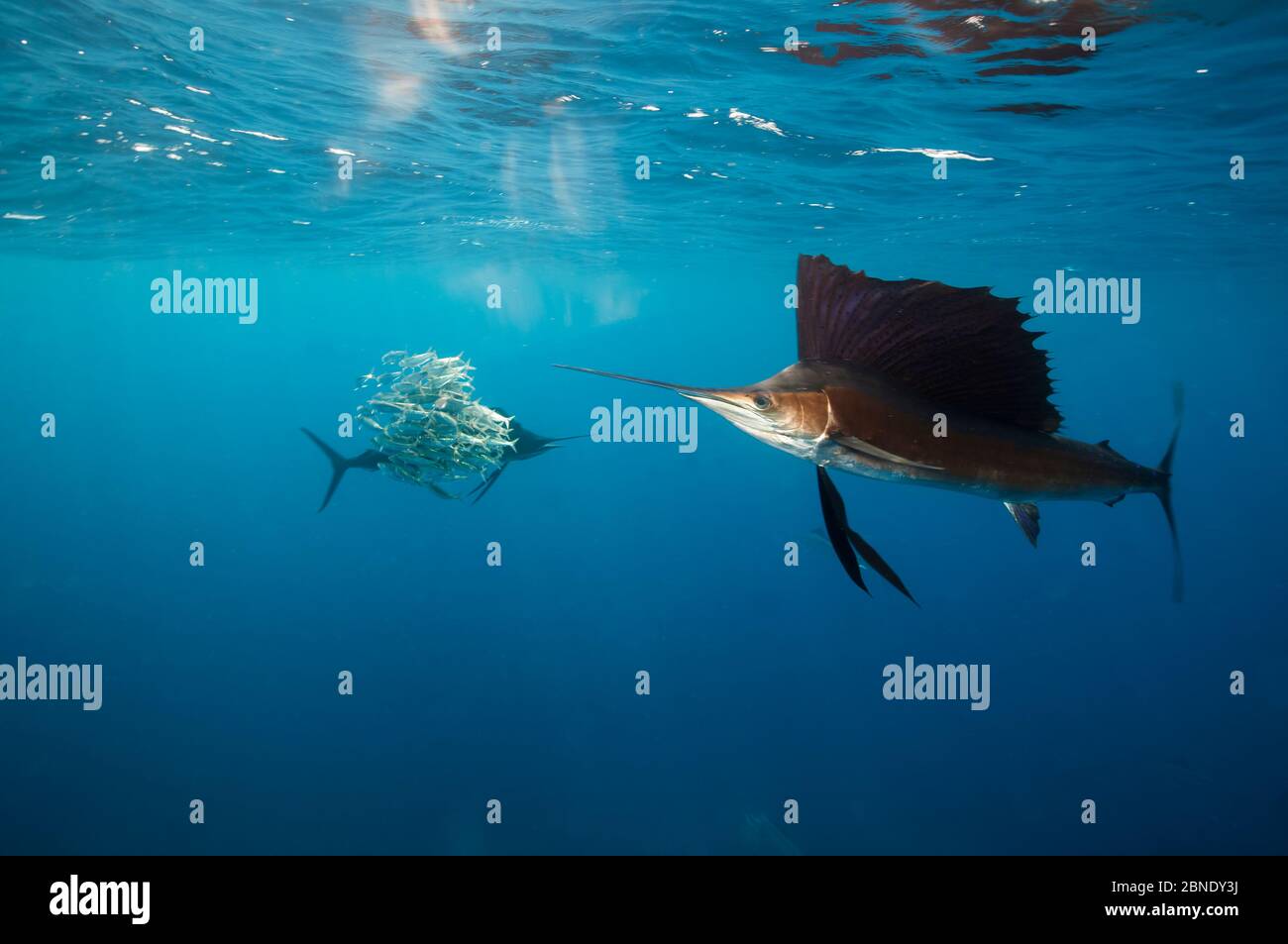 Atlantic sailfish (Istiophorus albicans) attacking school of Sardine ...