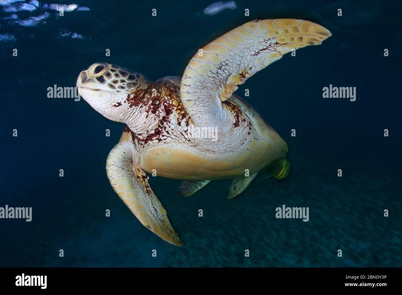 Green sea turtle endangered iucn hi-res stock photography and images ...