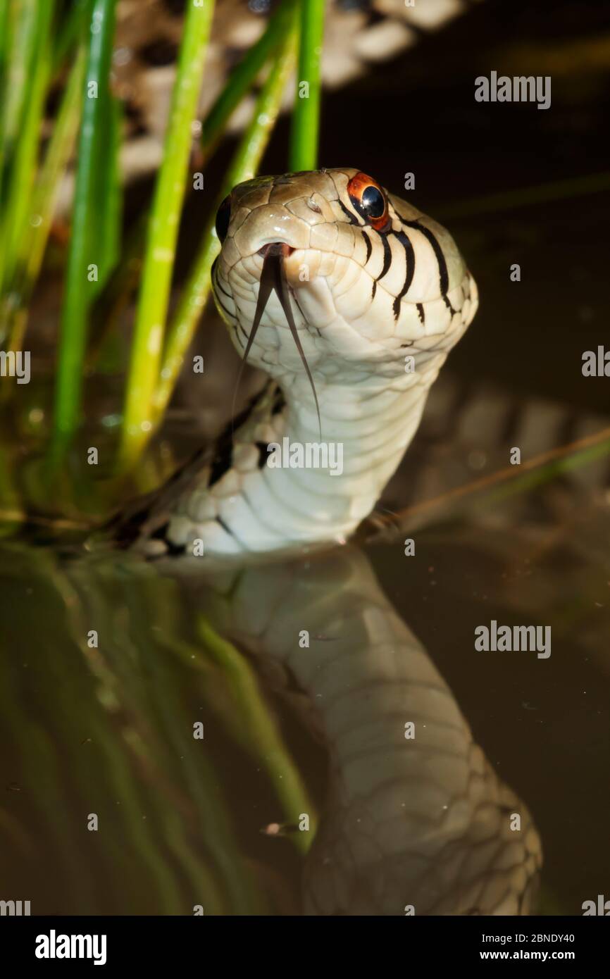 Texas garter snake hi-res stock photography and images - Alamy