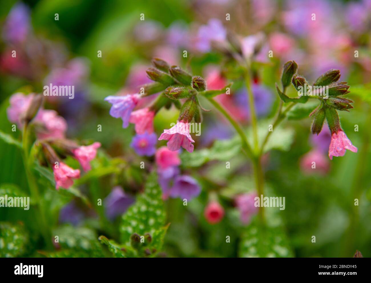 Pulmonarias High Resolution Stock Photography and Images - Alamy