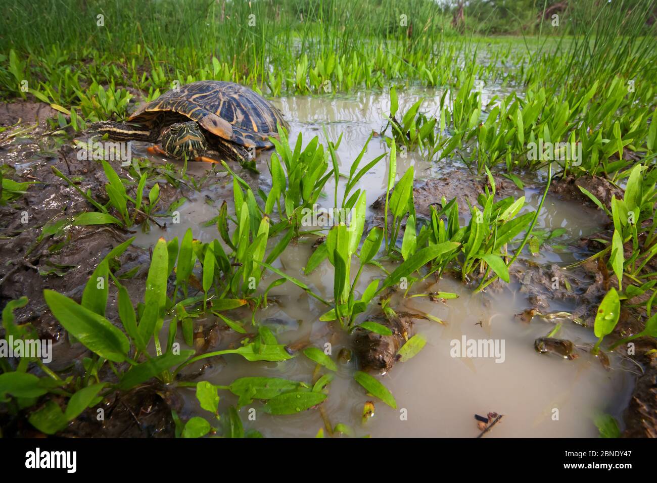 Red-eared Slider Turtle (Trachemys scripta elegans) Laredo Borderlands ...