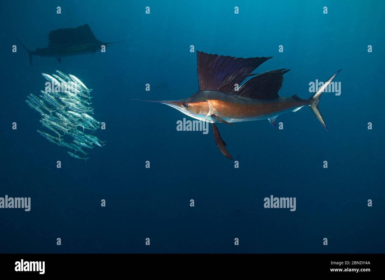 Atlantic sailfish (Istiophorus albicans) attacking school of Sardine ...