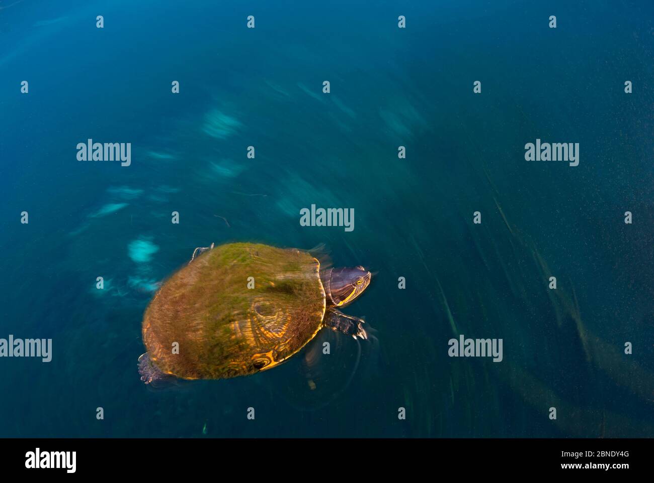 Mesoamerican slider turtle / terrapin (Trachemys scripta venusta) in ...