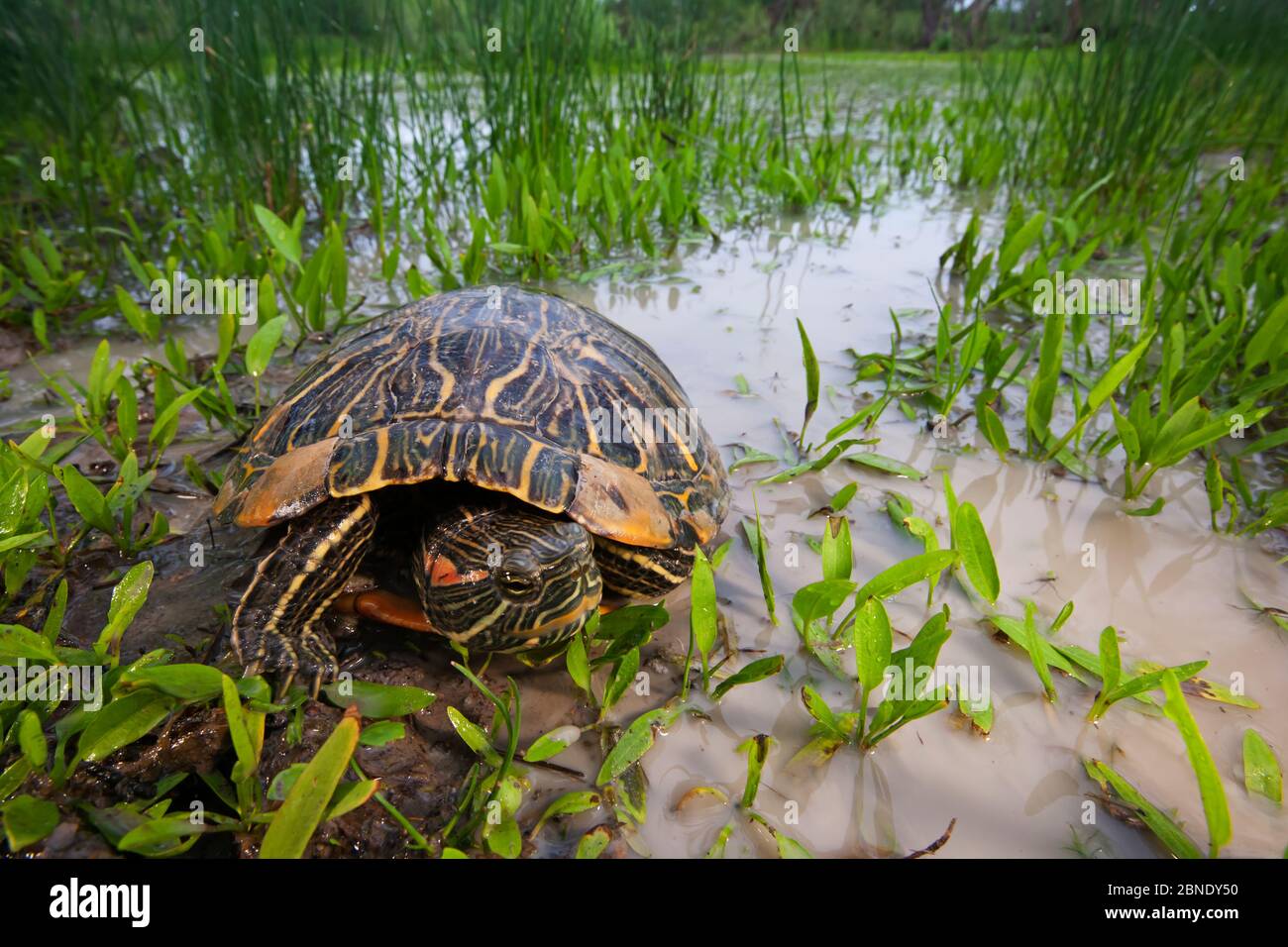 Red-eared slider turtle (Trachemys scripta elegans) Laredo Borderlands ...