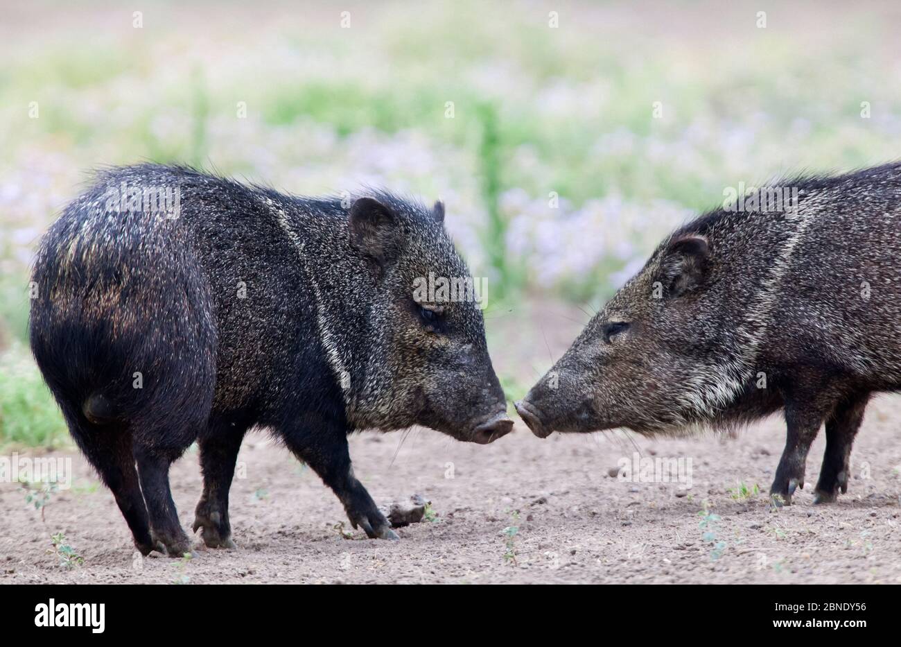 Texas Peccaries High Resolution Stock Photography and Images - Alamy