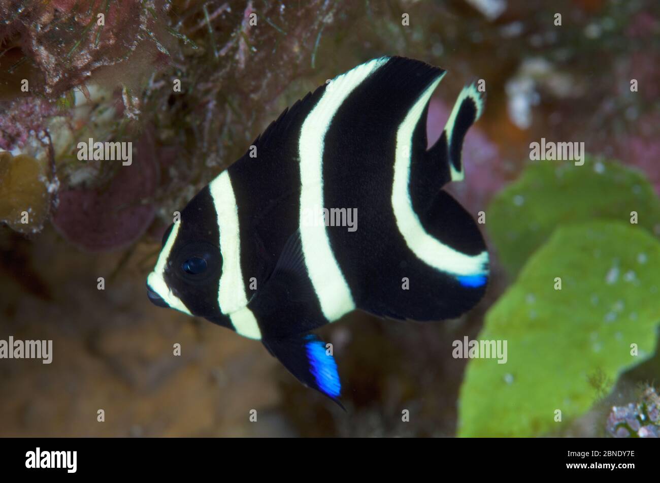 Baby French Angelfish