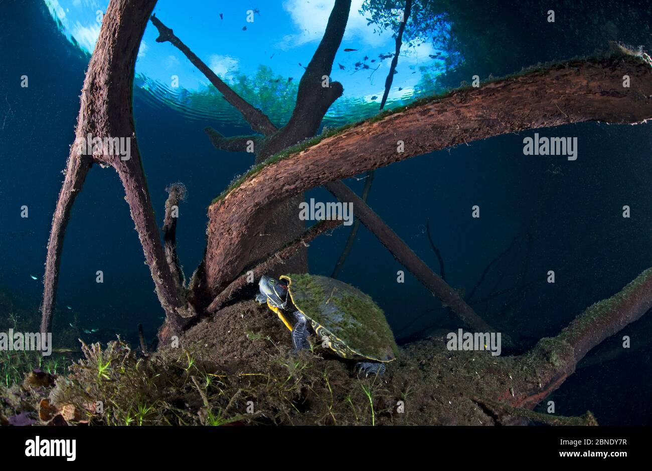 Mesoamerican slider turtle / terrapin (Trachemys scripta venusta) in ...