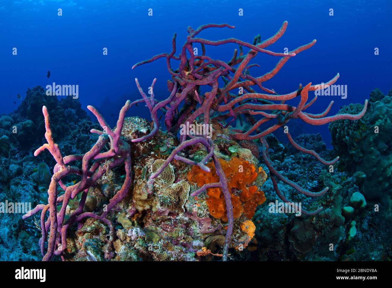 National marine park cozumel hi-res stock photography and images - Alamy