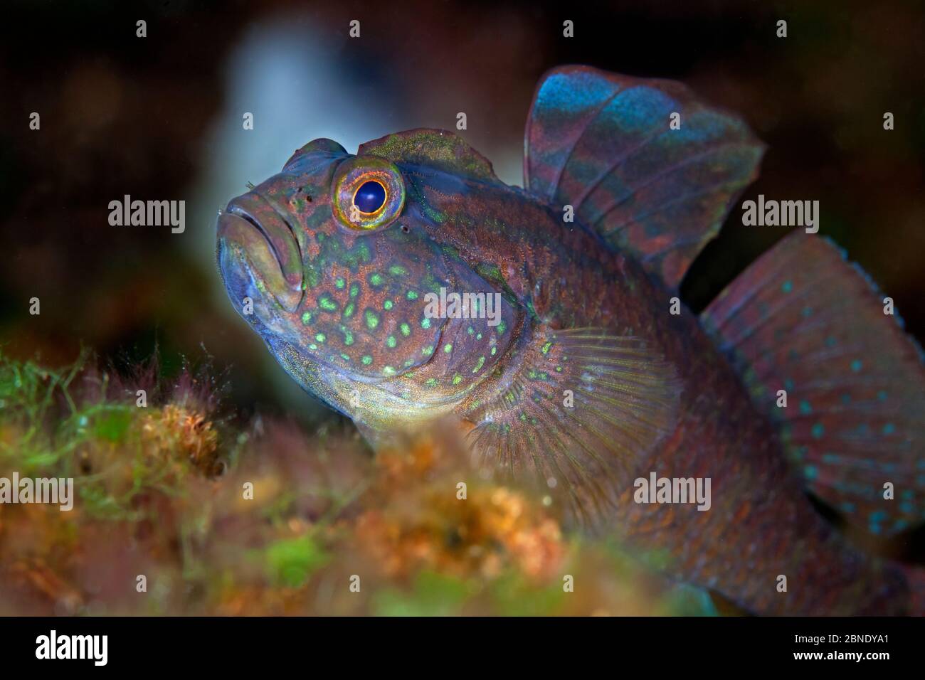 Crested goby (Lophogobius cyprinoides) profile, in sinkhole, Casa ...