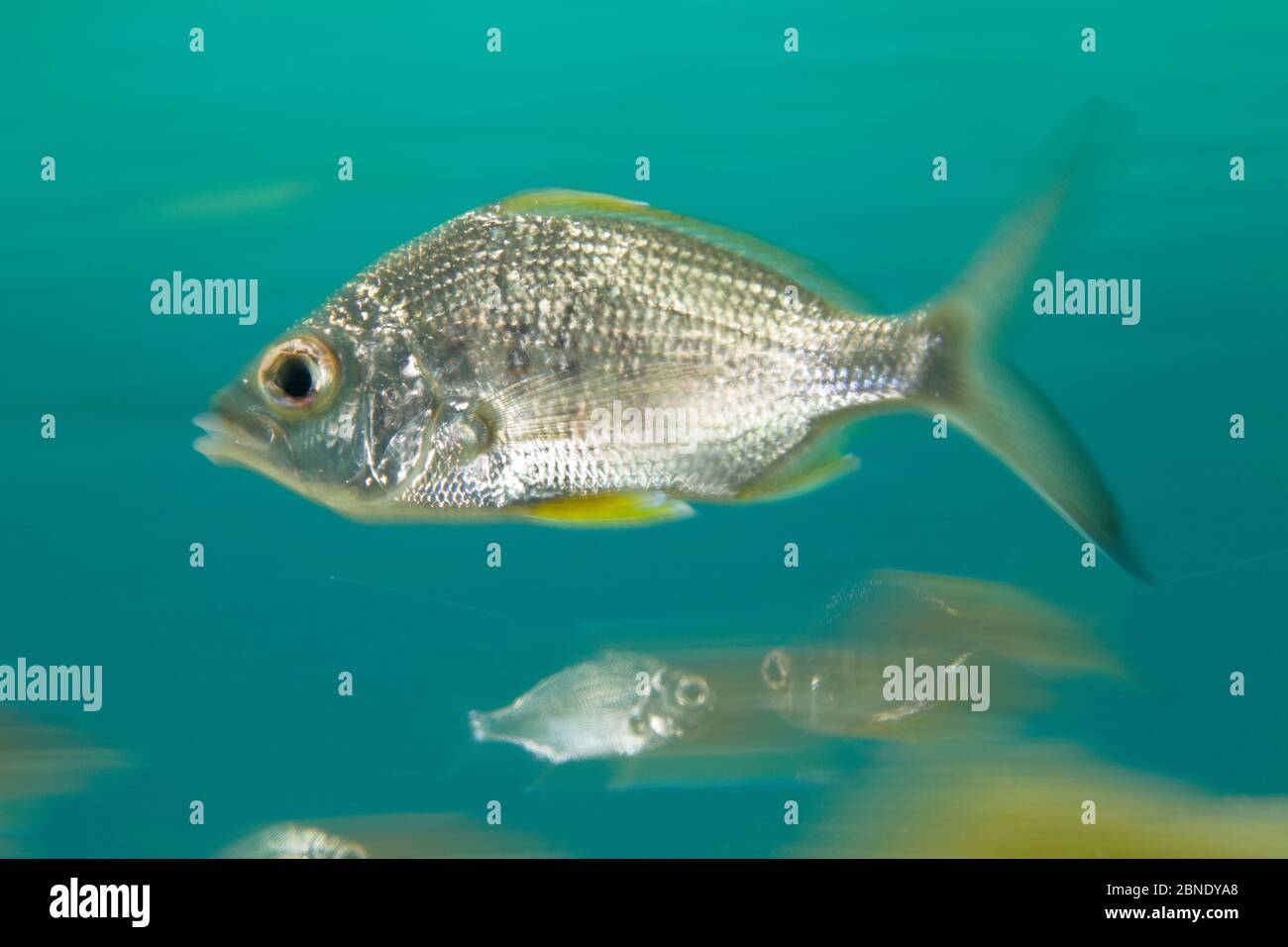 Gerres cinereus hi-res stock photography and images - Alamy