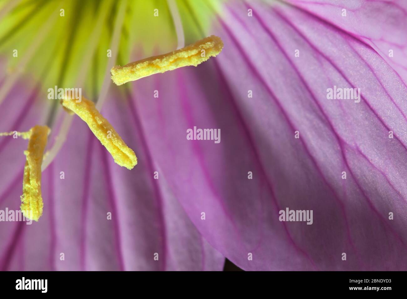 Pink evening primrose (Oenothera speciosa) stamens Laredo Borderlands ...