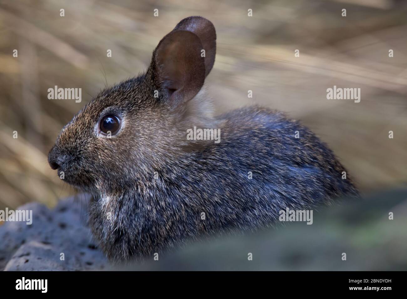 Volcano rabbit (Romerolagus diazi) captive endemic to Mexico ...