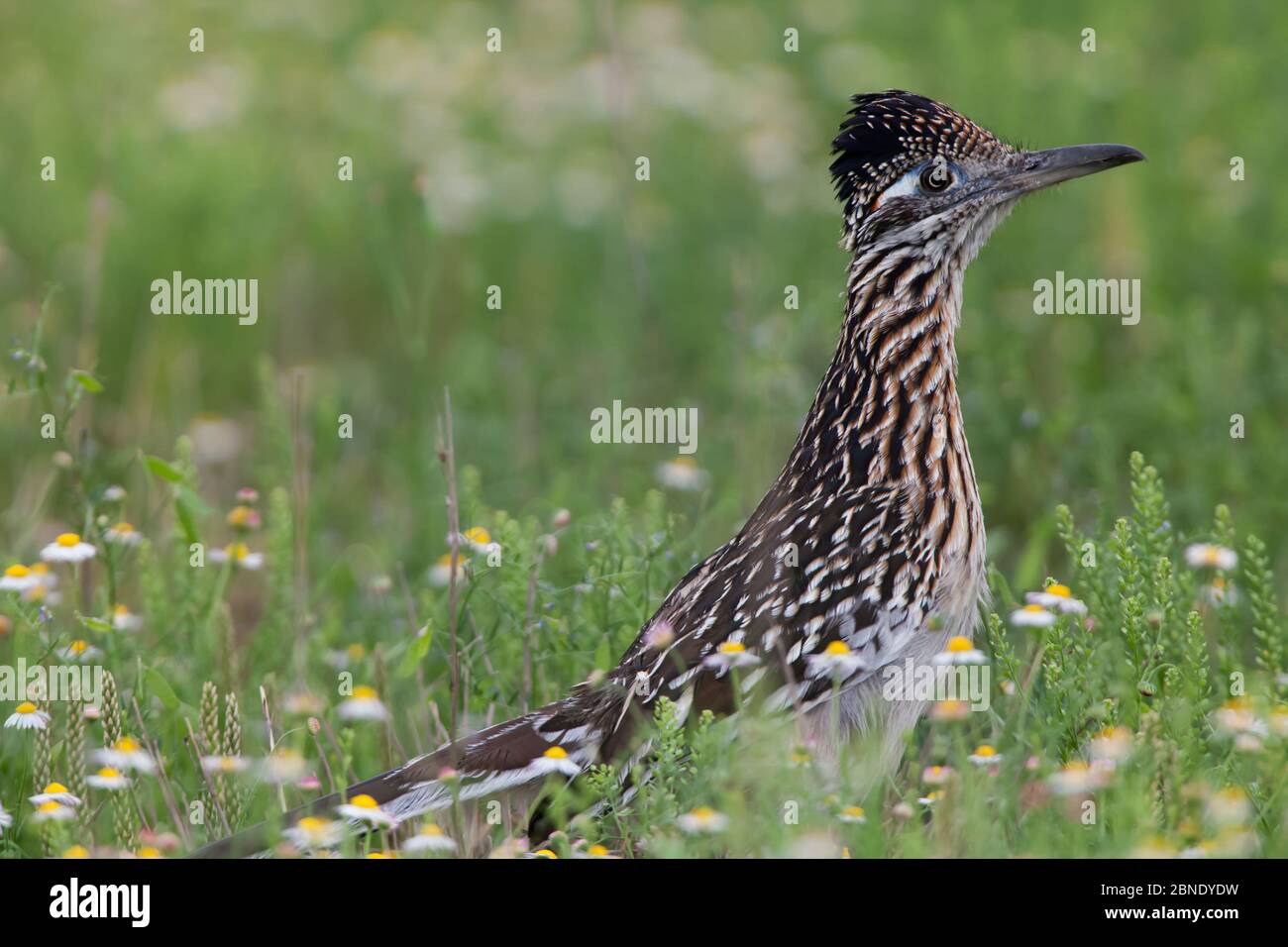 Texas roadrunner birds hi-res stock photography and images - Alamy