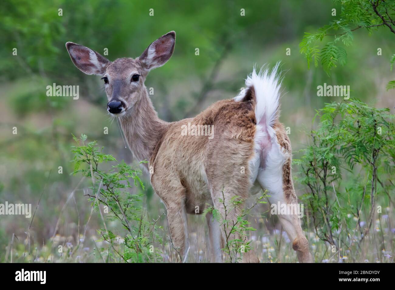 White-tailed deer (Odocoileus virginianus) with raised tail, warning ...