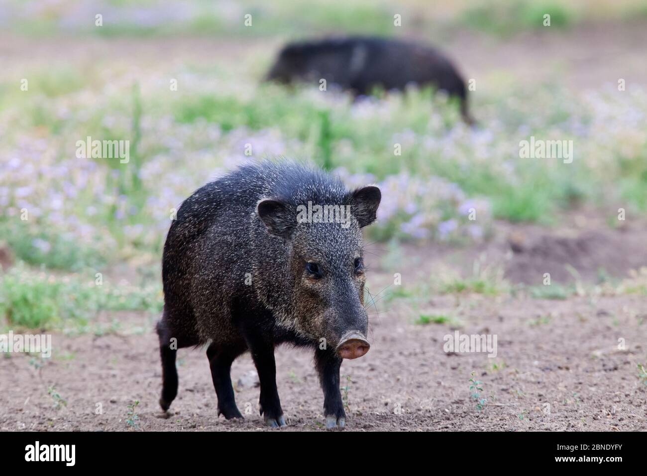 Texas peccaries hi-res stock photography and images - Alamy