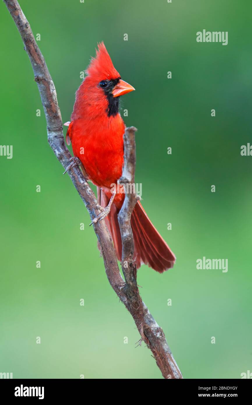 Northern cardinal (Cardinalis cardinalis) male perched, Laredo ...