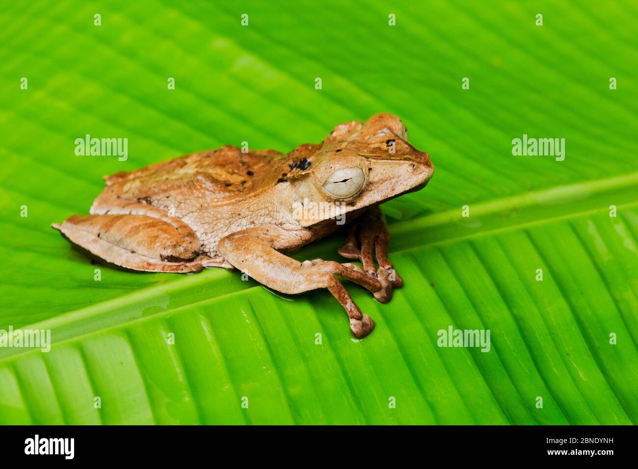 File-eared tree frog (Polypedates otilophus) Kuala Belalong Field ...